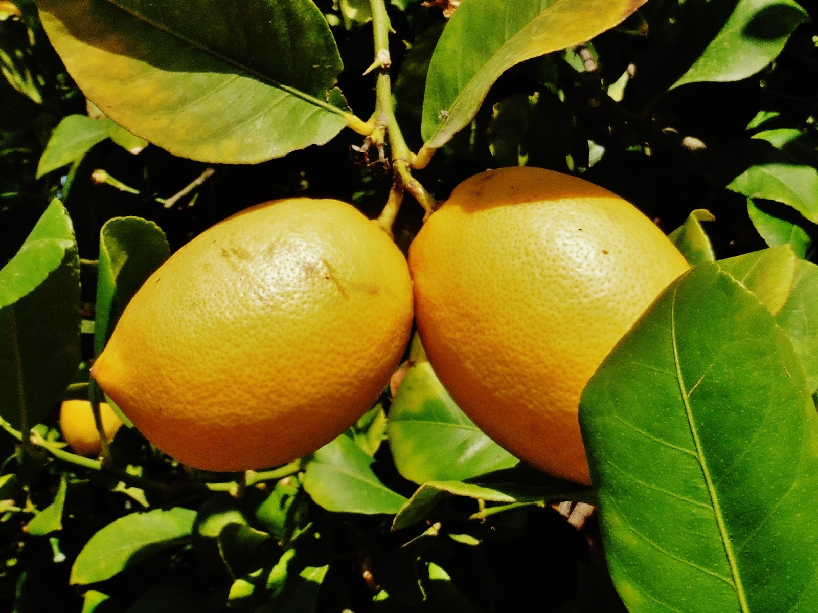 VITO VITELLI agronomo: LIMONE “VERNA” (Citrus limon). IL LIMONE DELL'ESTATE