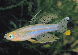 INDONESIAN FRESHWATER FISH COMMUNITY - IFFC: RAINBOW II