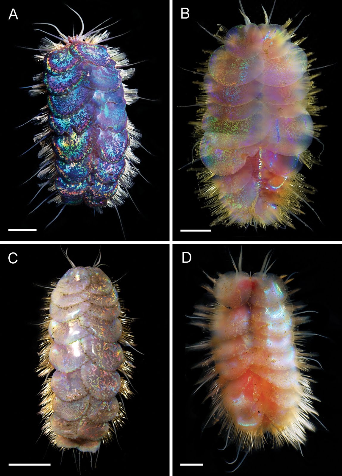Species New to Science: [Invertebrate • 2020] Hungry Scale Worms ...