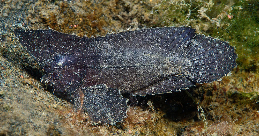 IKAN LAUT ASLI INDONESIA: Sengat