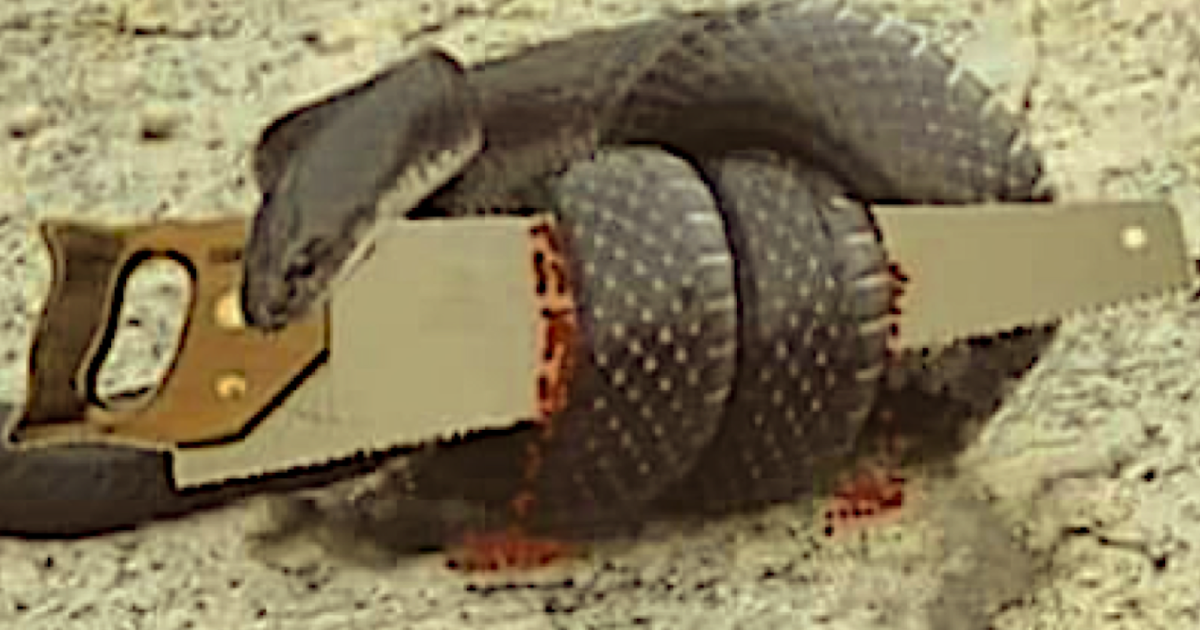 The Snake and the Saw - A Must Read Story