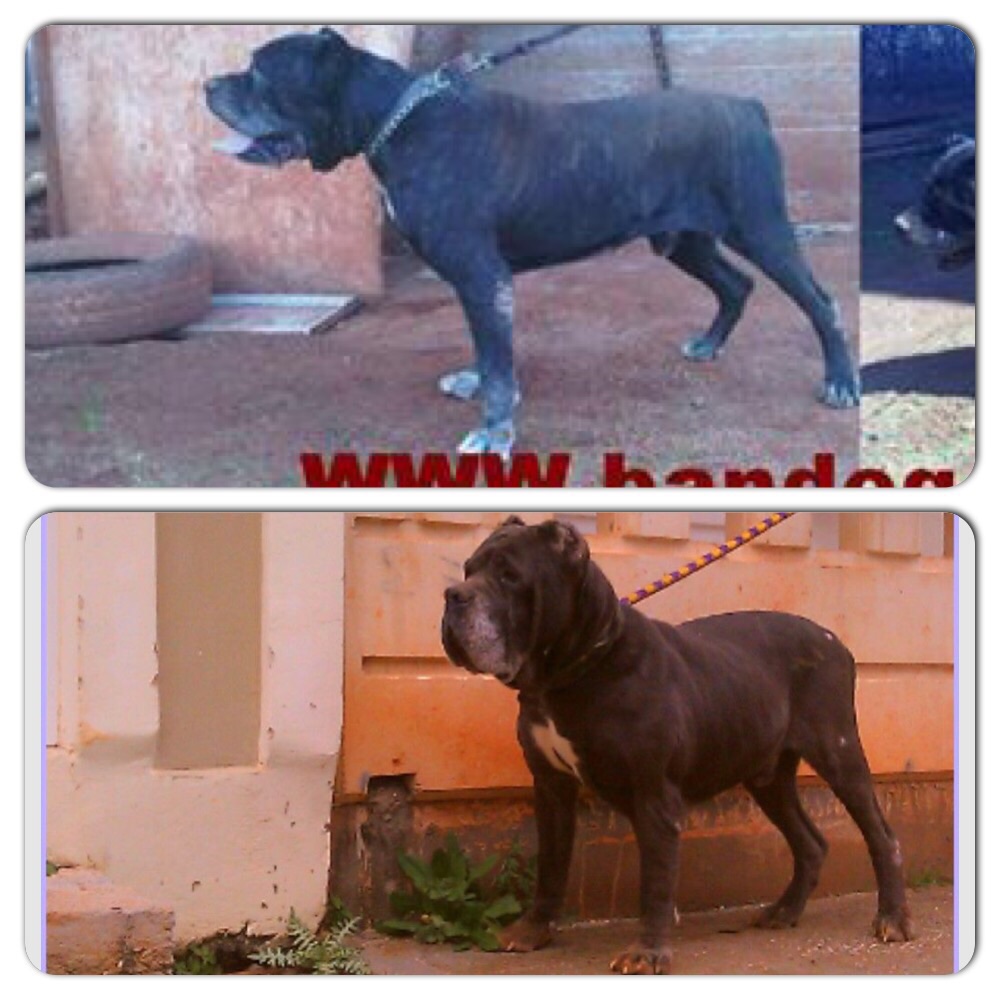 BANDOGFARM REGENCY MASTIFF FROM GREECE
