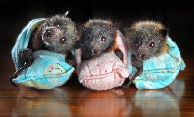 Clancy Tucker's Blog: 31 January 2015 - CUTE THINGS