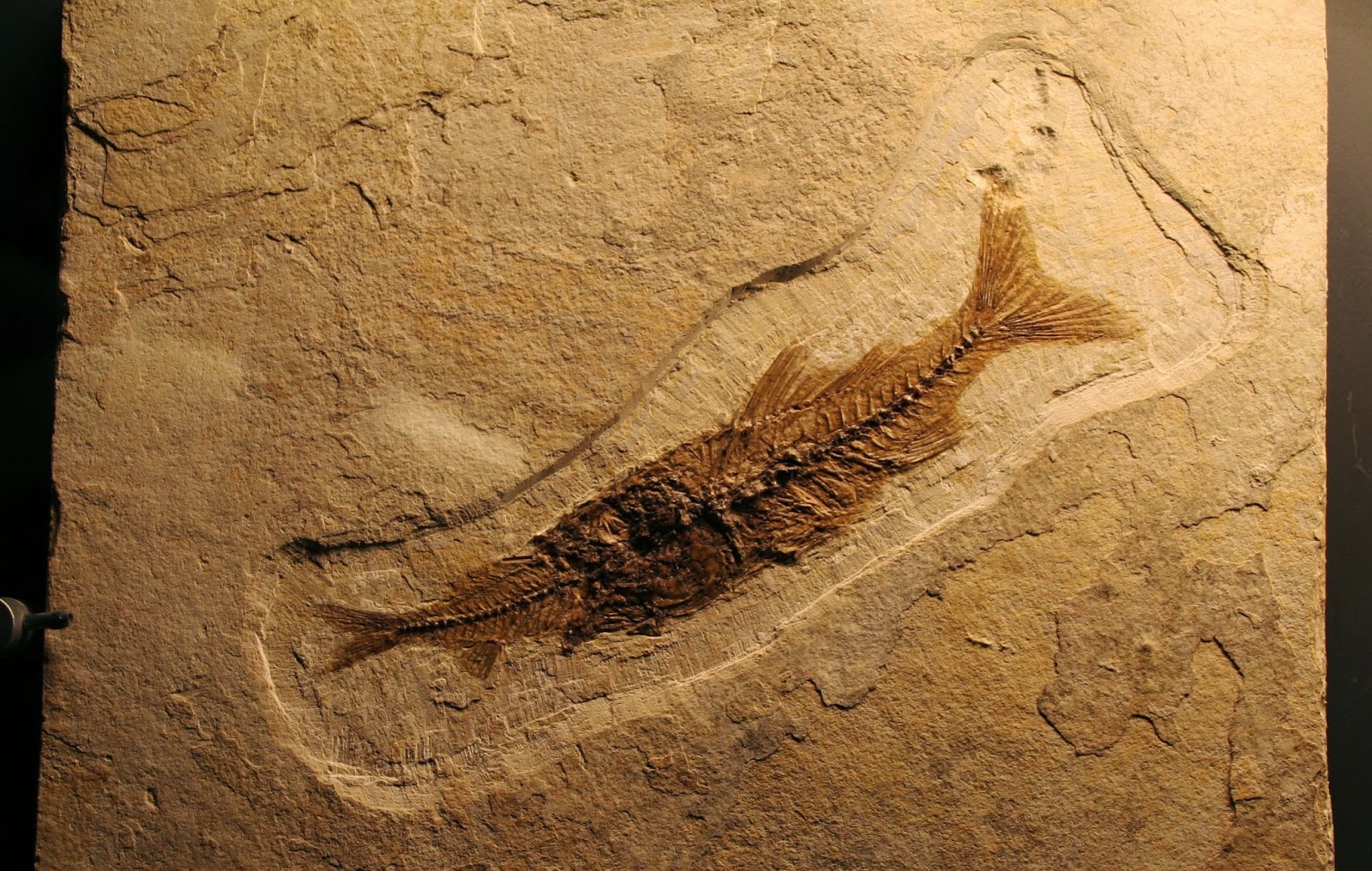 PAULÍ GISPERT. VIATGES I MINERALS: Fòssils al Museu de la Ciència ...