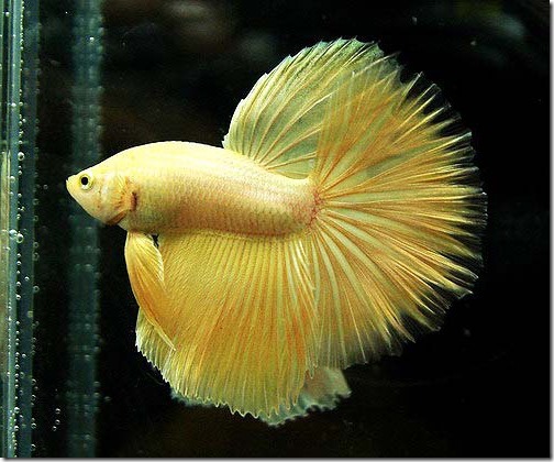 Cá betta, loài cá cảnh đẹp mang nhiều giá trị ~ Bể Cá Betta mini Để Bàn