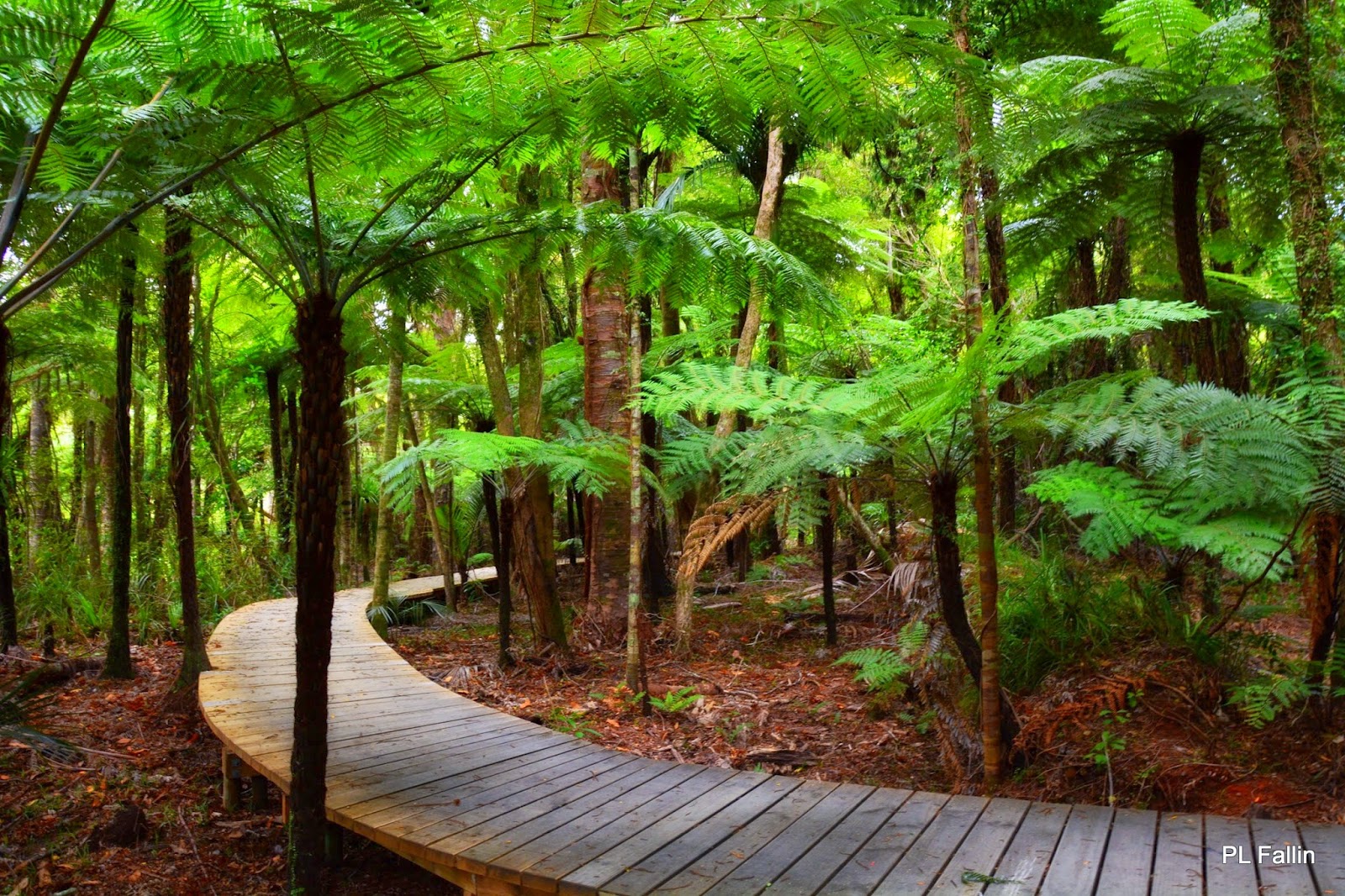 PL Fallin Photography: Auckland City Walk, Cascade Kauri Regional Park ...
