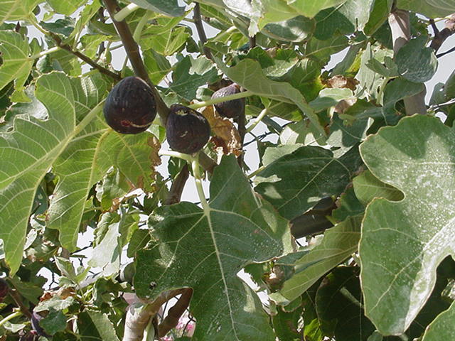 Xtremehorticulture of the Desert: Bigger Black Mission Figs With More Water