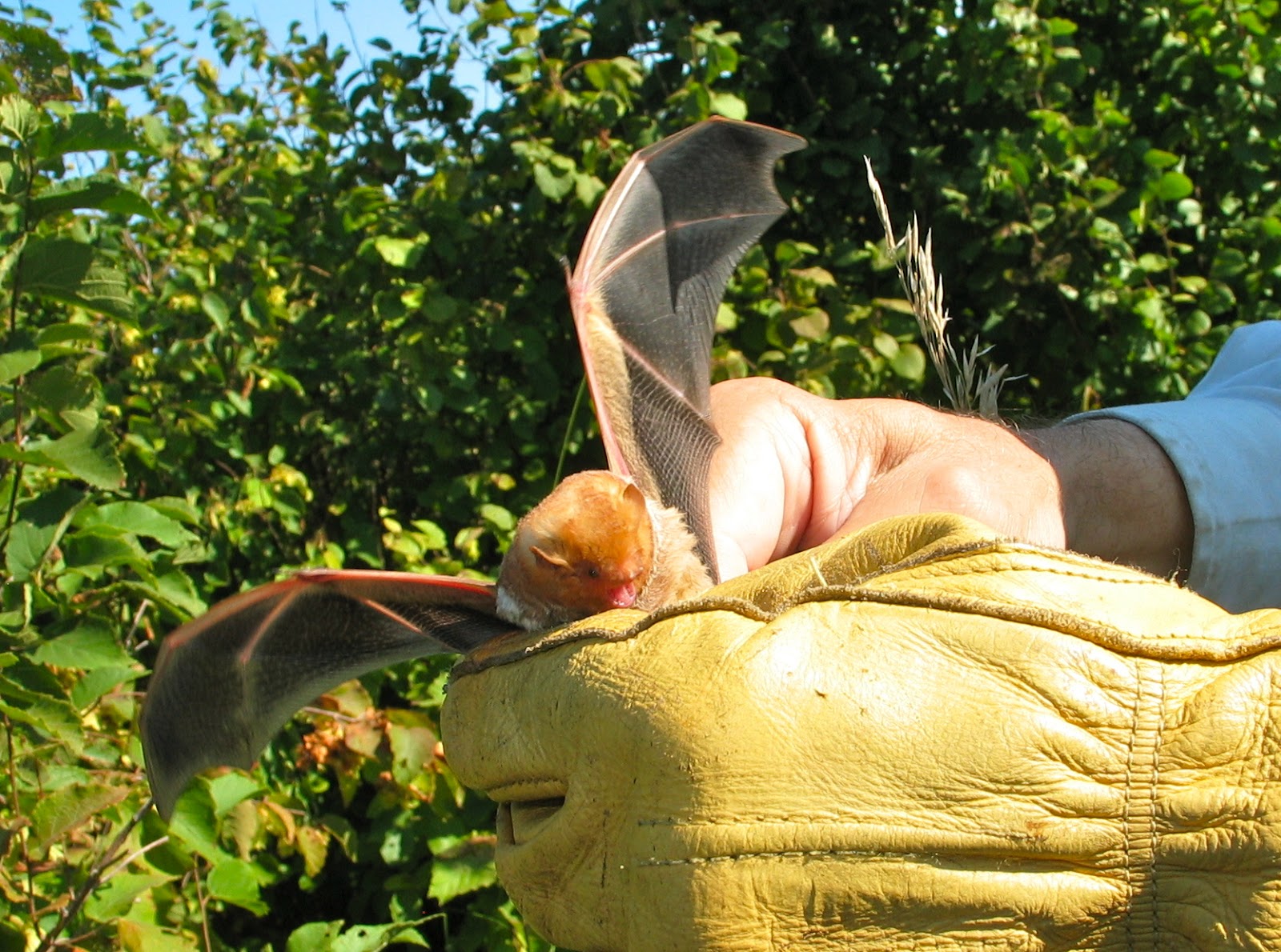 The Badgersett Growers Blog: Biodiversity in woody agriculture crops...