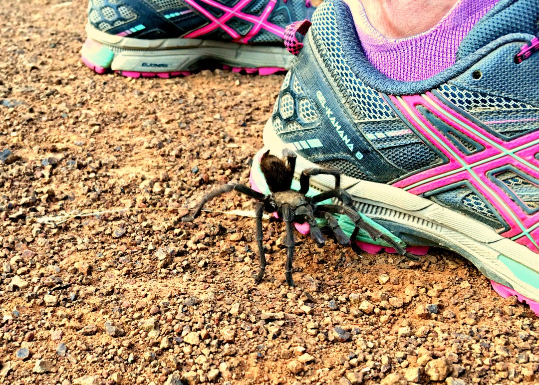 Hiking Among Tarantulas Mt. Diablo State Park Near San Francisco