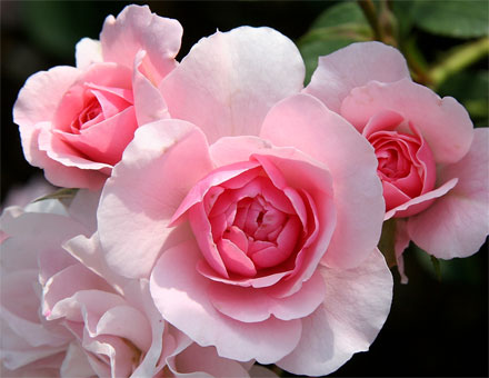 Audrey...luxury living: Beautiful, beautiful Spring