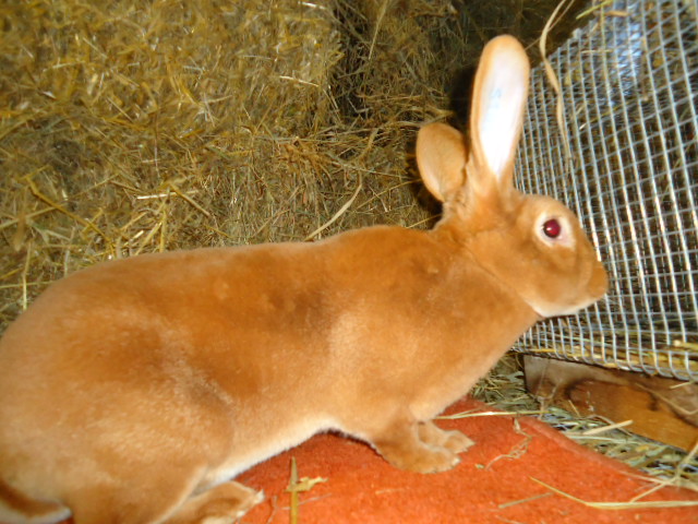 IEPURI DE RASA PURA
