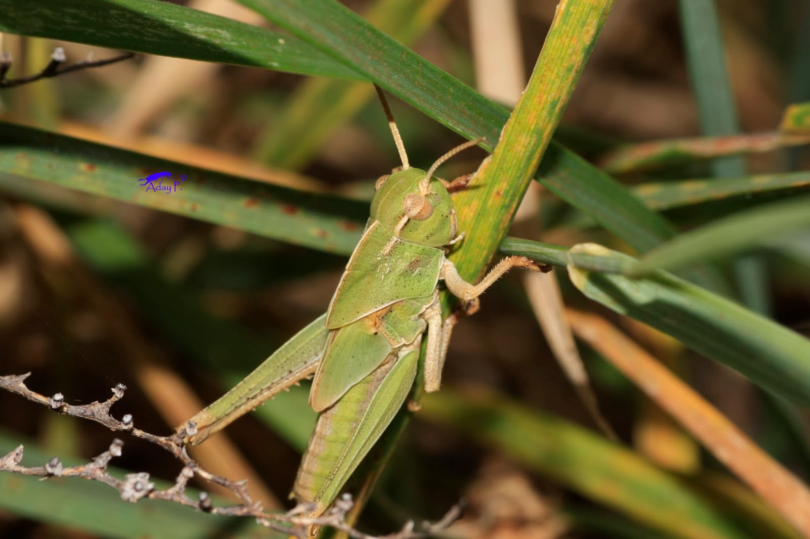 Artropodolandia: Ortópteros migratorios