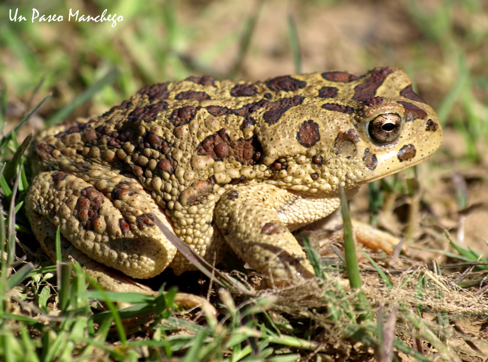 Un Paseo Manchego: Sapo Moruno; Al borde de la charca.