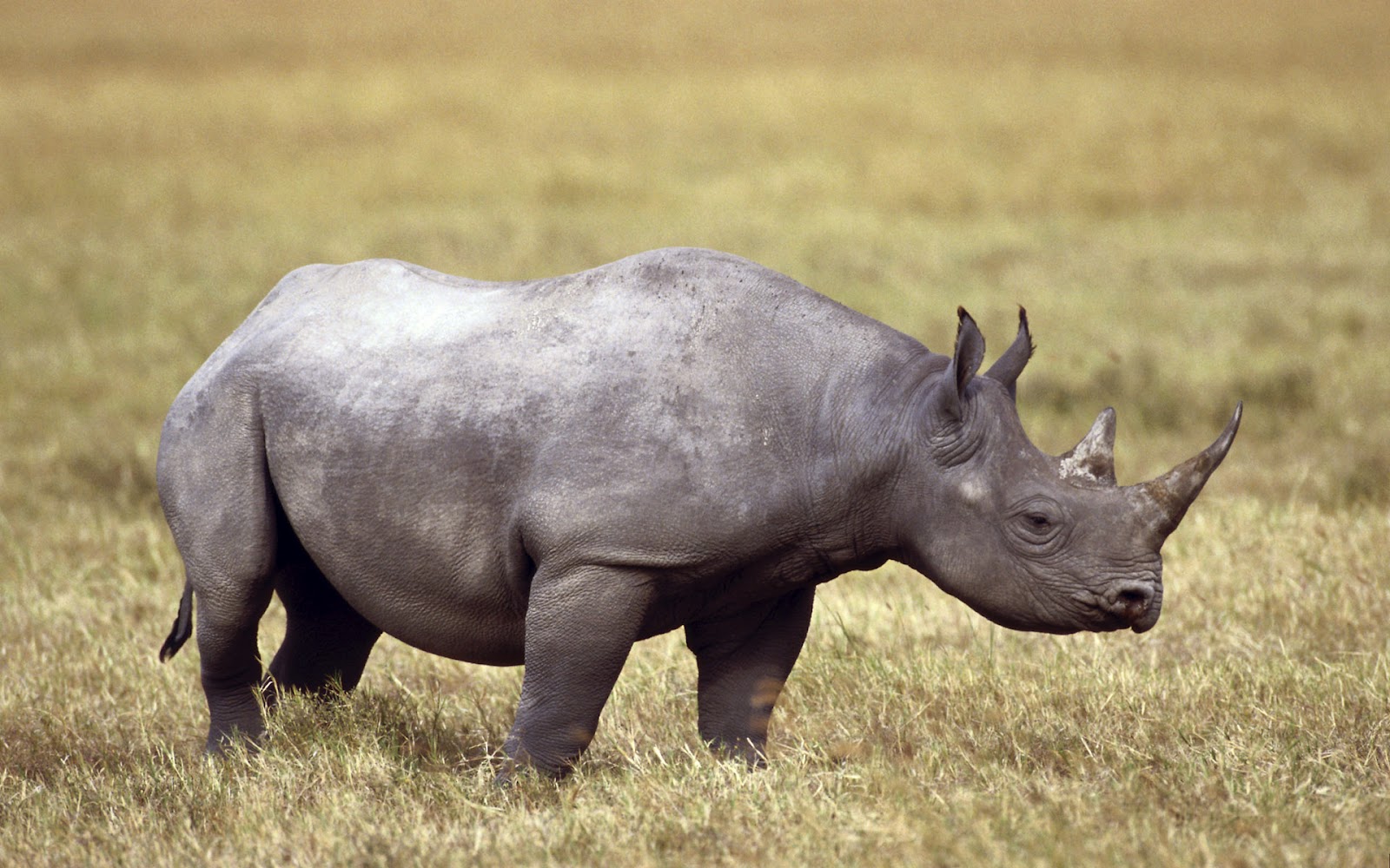 Afrika Wilde Dieren Achtergronden | HD Wallpapers