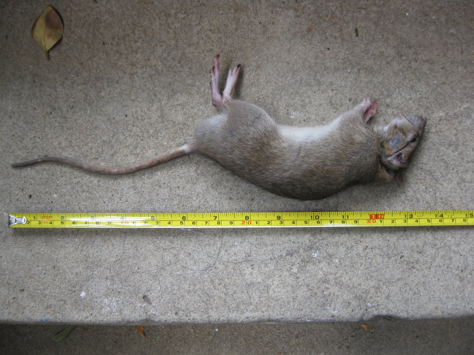 southern orders: POST TRAUMATIC RAT STRESS SYNDROME REARS ITS UGLEY ...