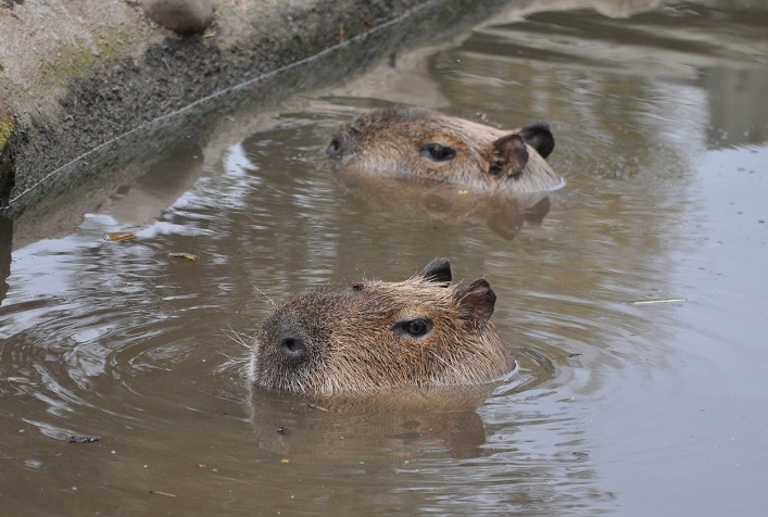 ZOOTOGRAFIANDO (6.100 ANIMALS): CAPIBARA / CAPYBARA (Hydrochoerus ...