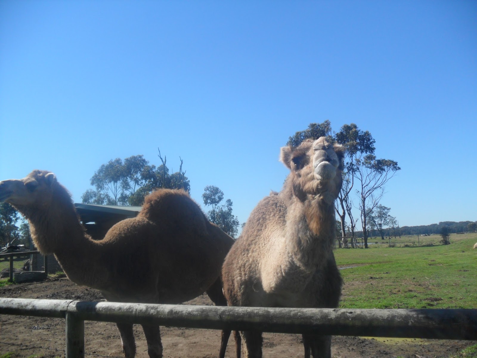 Life in Oz: Oakvale Farm