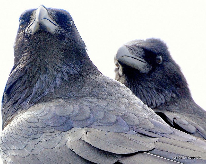 El Cuervo o Corvus Corax