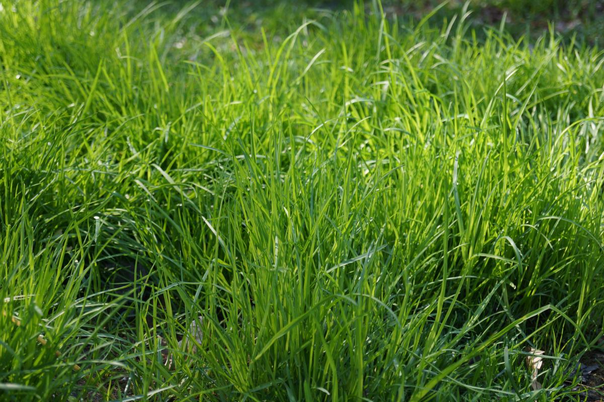 Sunshine in my ♥: Das Gras ist immer grüner auf der anderen Seite