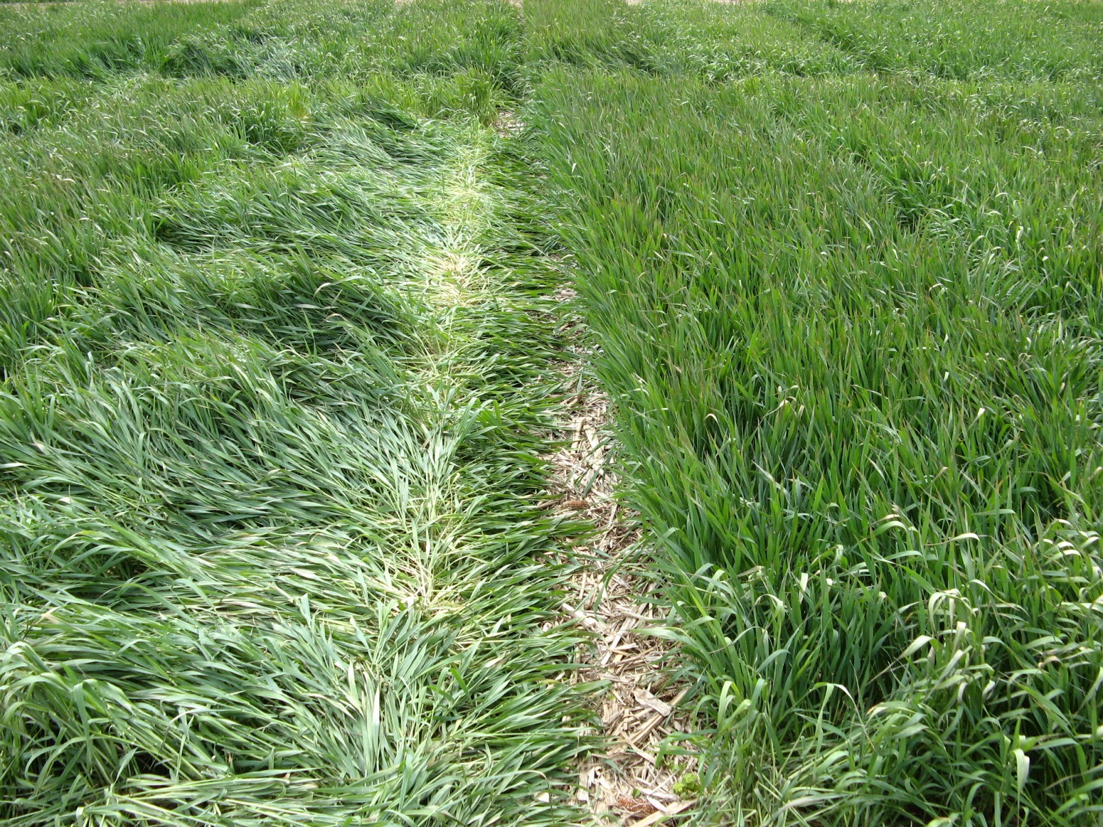 Grain Crops Update: Estimated Yield Potential for KY’s Freeze Damaged Wheat
