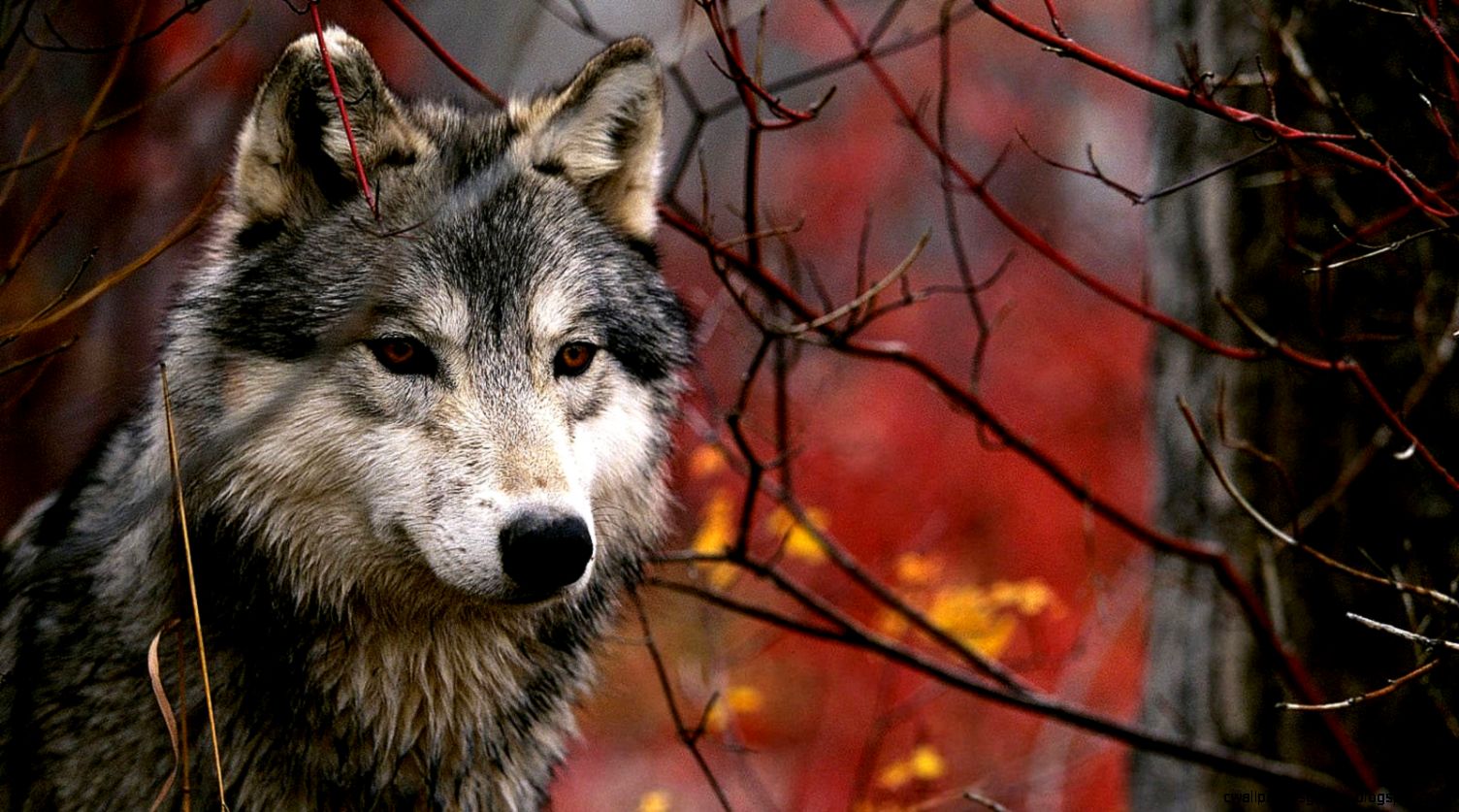 Wildlife Photography Wolf | Wallpapers Gallery