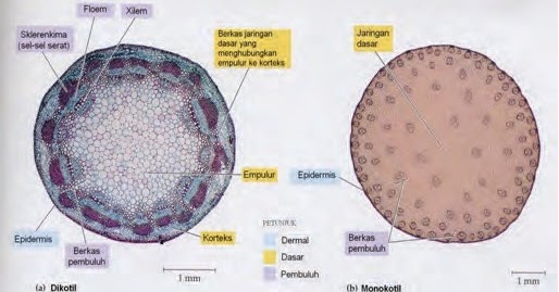 Gambar Jaringan Batang Tumbuhan Monokotil Dan Dikotil - Gambar Gambar ...
