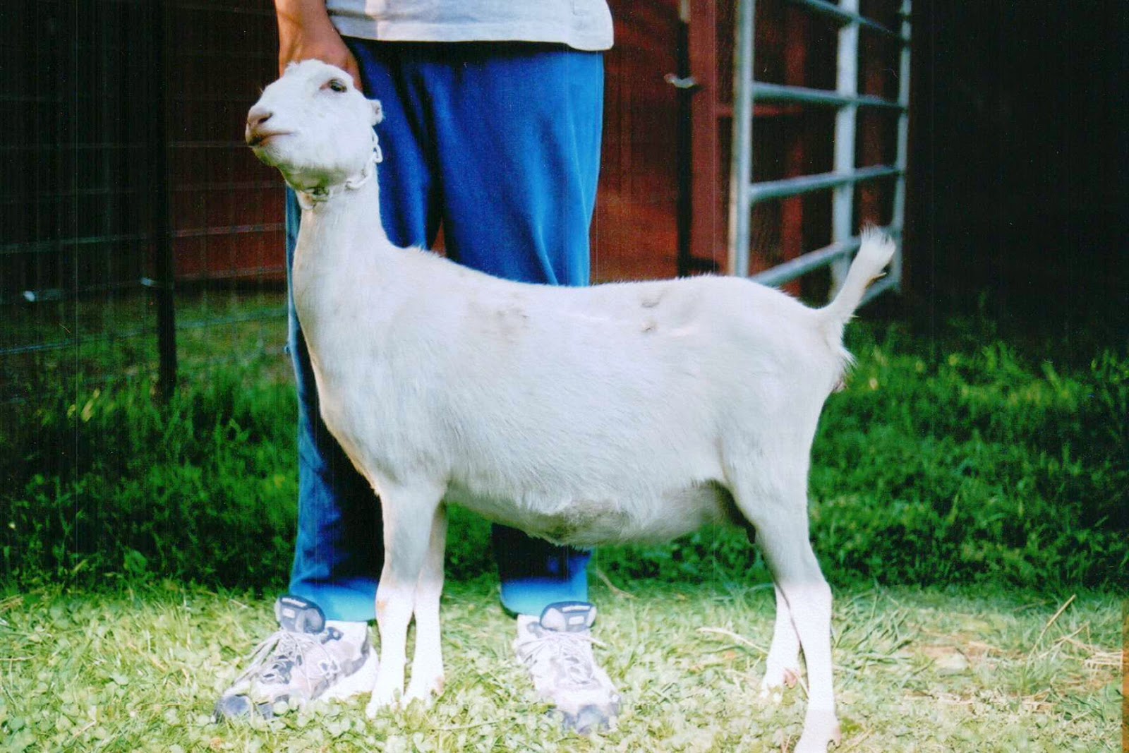 Sanctuary Farm: The Great Goat Experiment - The Results!