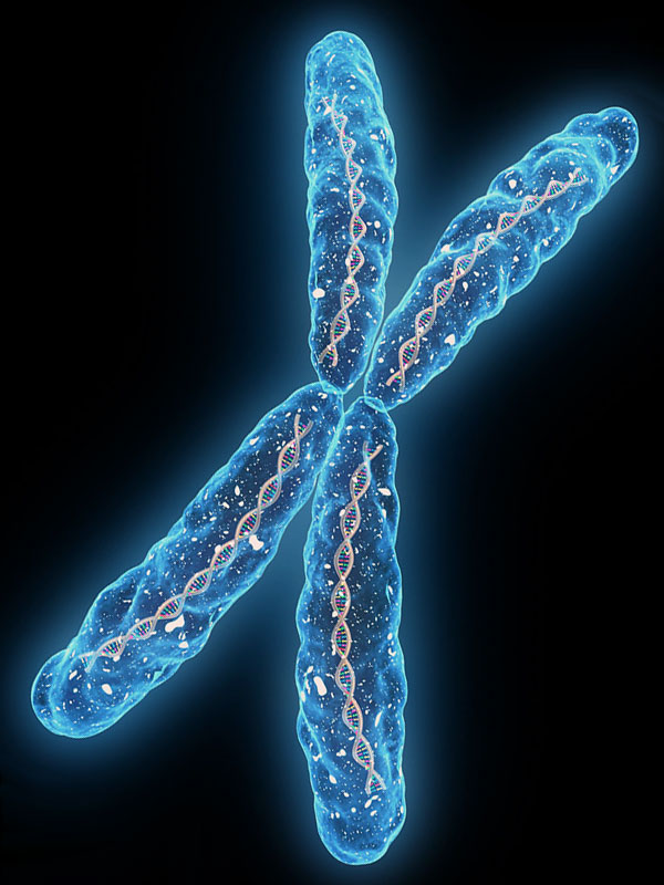 Kromozom nedir ne demektir? Anlamı - Laf Sözlük