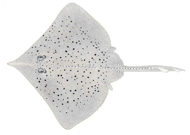 Artes de Pesca: VAMOS A PESCAR DIPTURUS