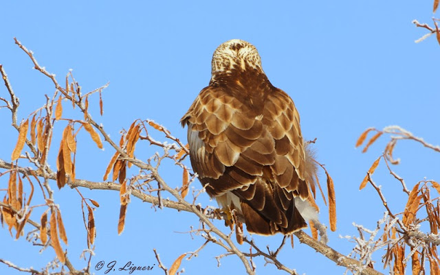 Raptor Identification and Photography: December 2013