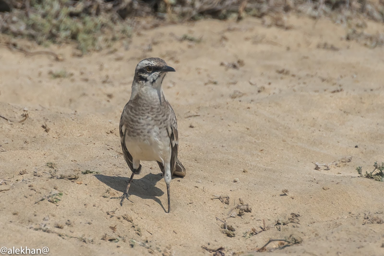 Pájaros, Pajarracos: Tenca de cola larga (PE)
