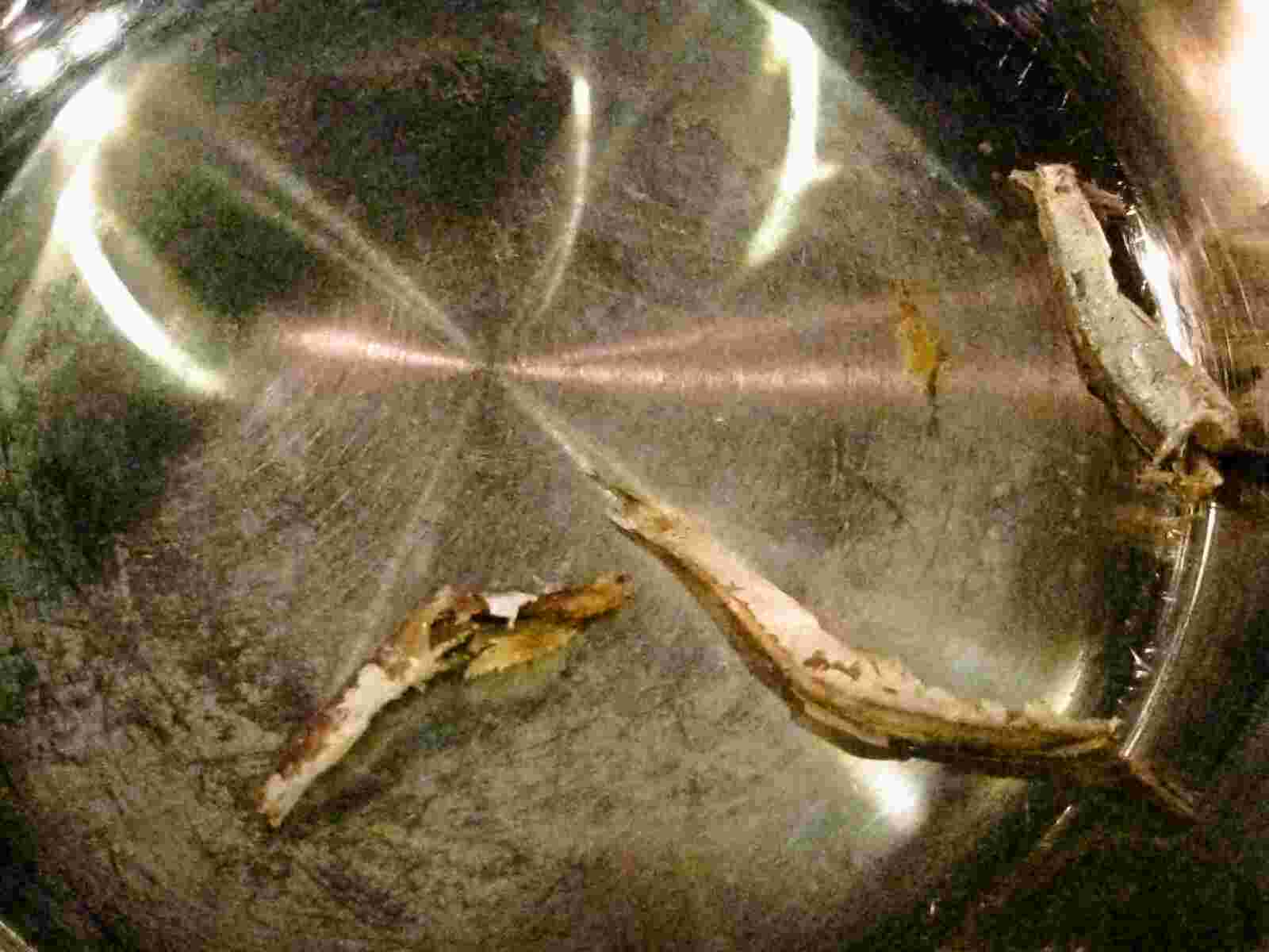 Recipes for Tom: Niboshi dashi / dried young sardine stock