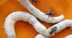 SERICULTURE ACTIVITIES - MULBERRY CULTIVATION & SILK PRODUCTION ...