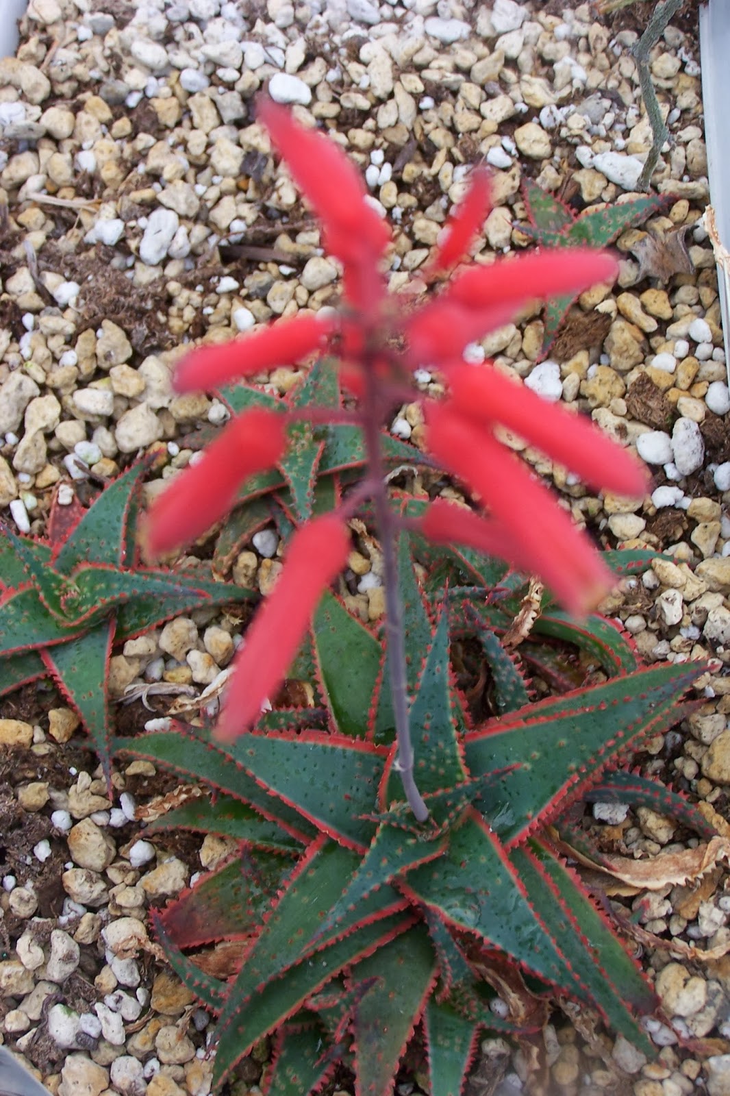 Oregon Cactus Blog: Aloe 'Christmas Carol'