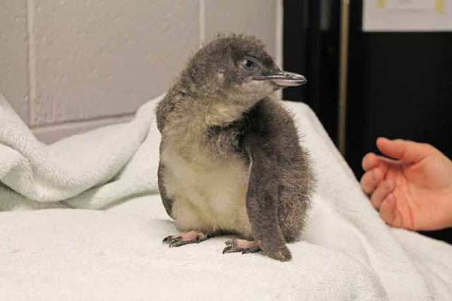 Aquarium News and Updates