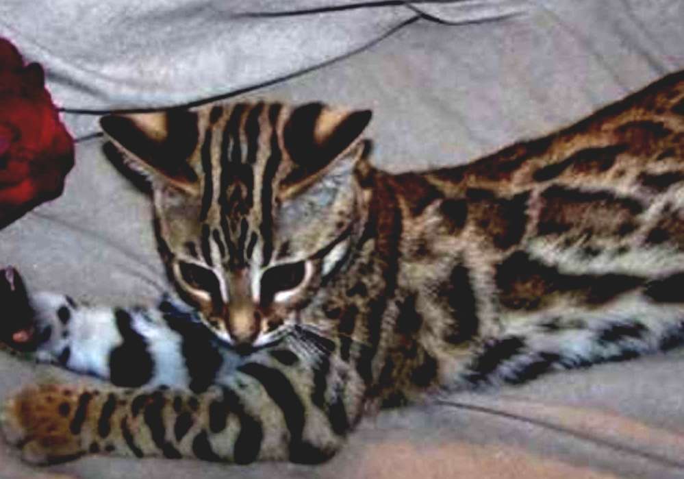 Half bengal half tabby cat names - nibhtshot