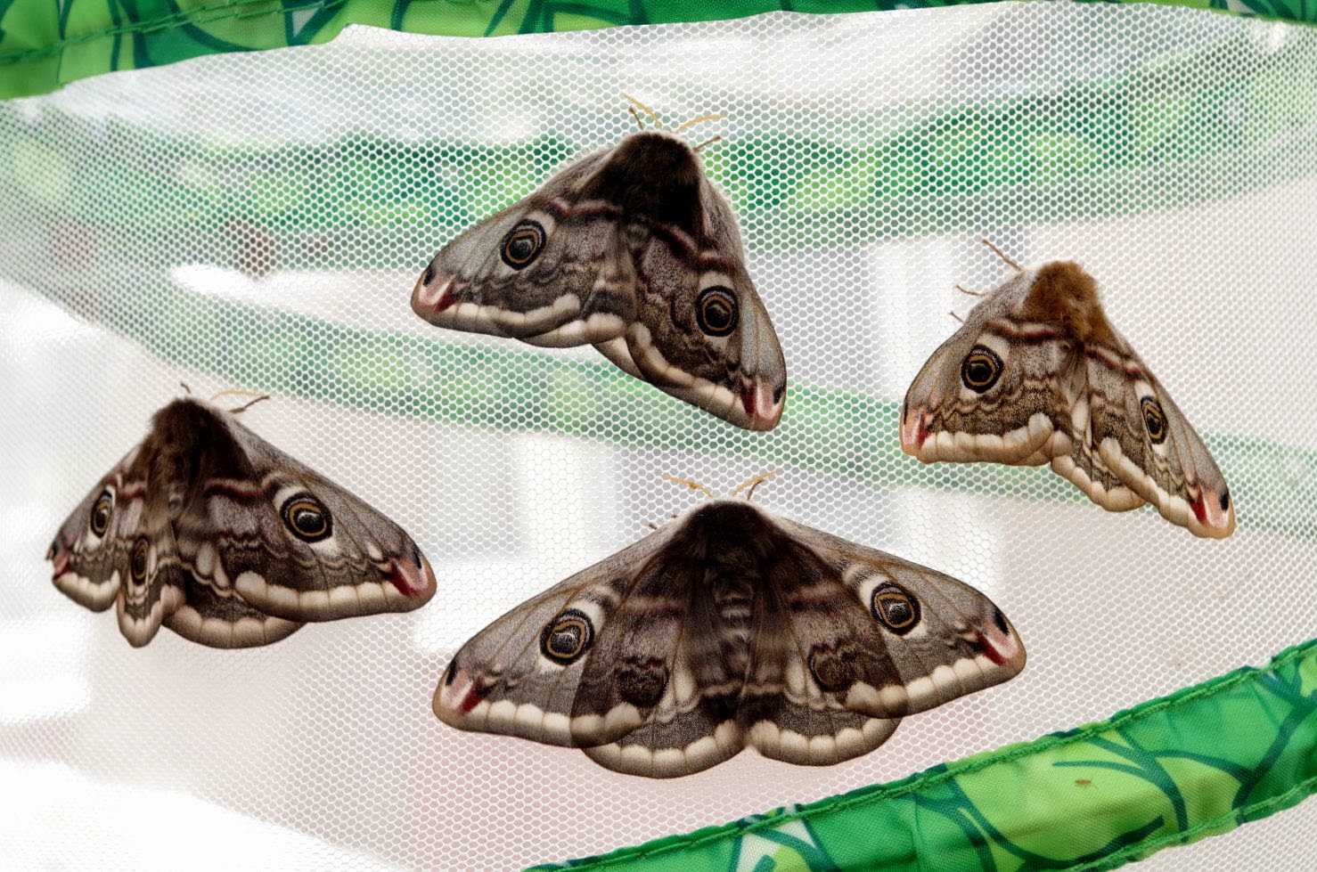 Captain Bodgit: Our Emperor Moths Emerge