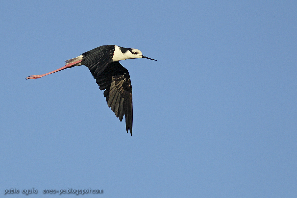 mis fotos de aves: Himantopus (himantopus) melanurus Tero Real Black ...