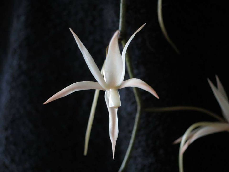 Aerangis arachnopus orchid plant care and culture | Travaldo's blog