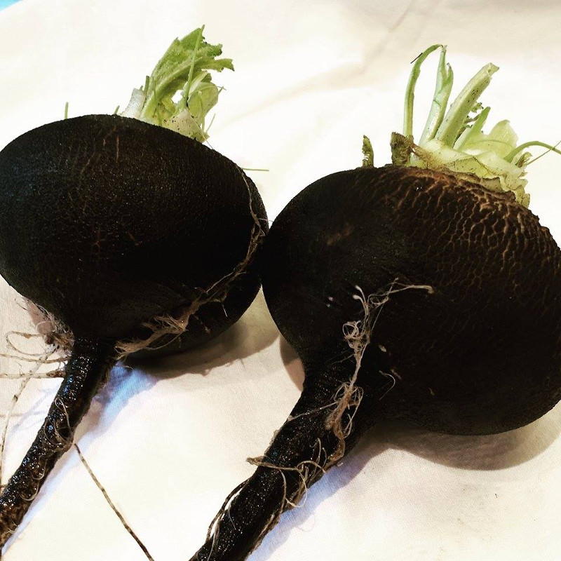 Novel Vegetable: Black Raddish