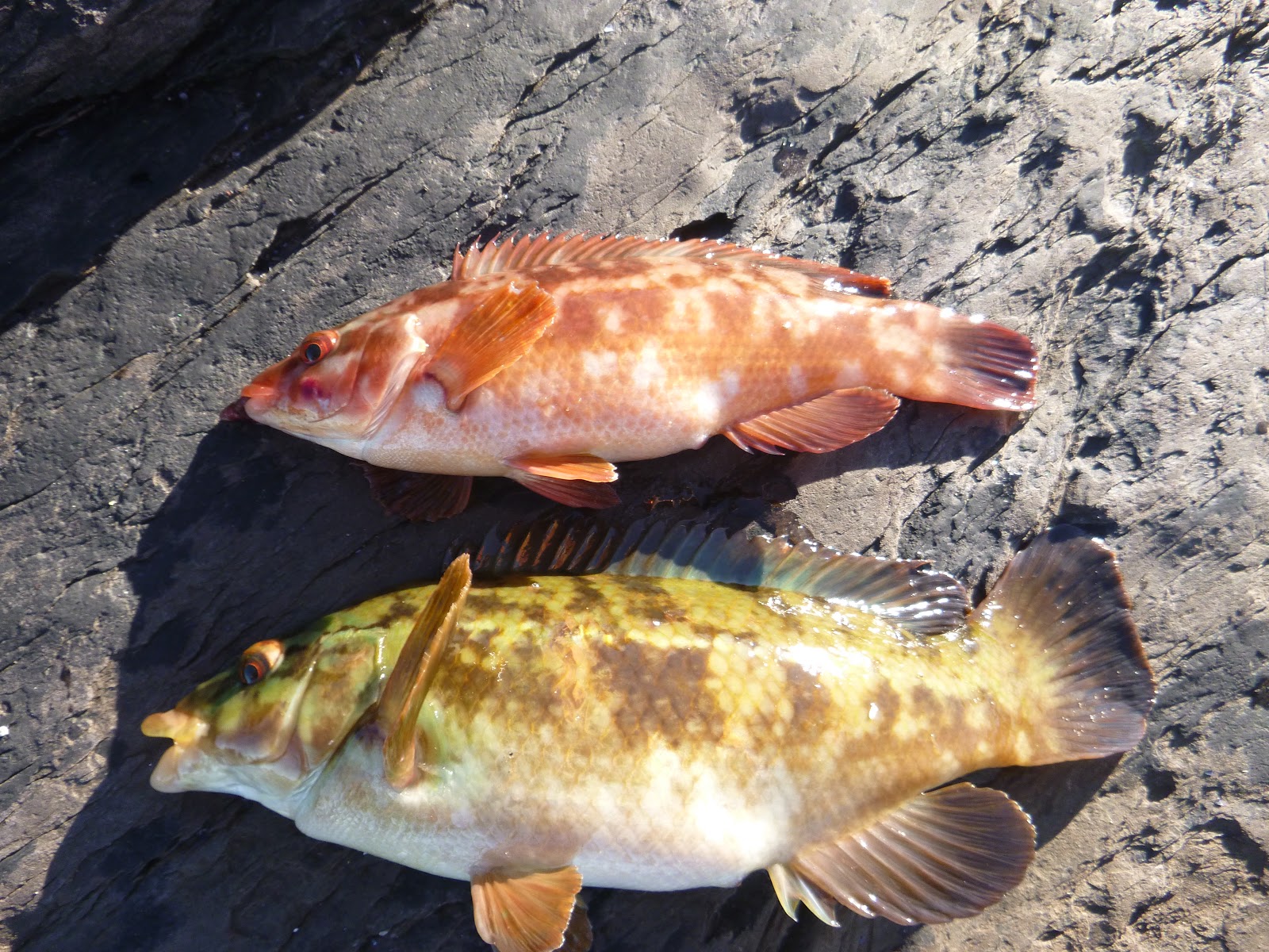 Tide Lines Martin's fishing blog: Trip to Ireland - Day 1 Wrasse & Bass