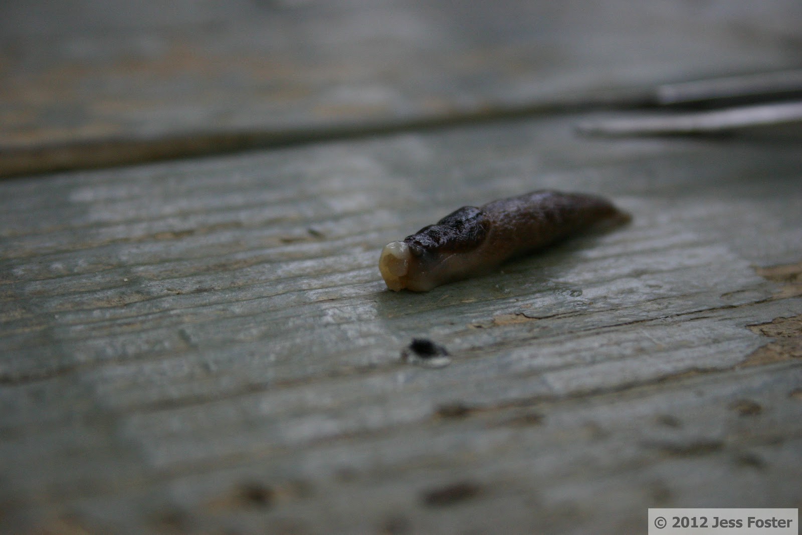 Sluggin' Along: Infected Slugs: Case #5