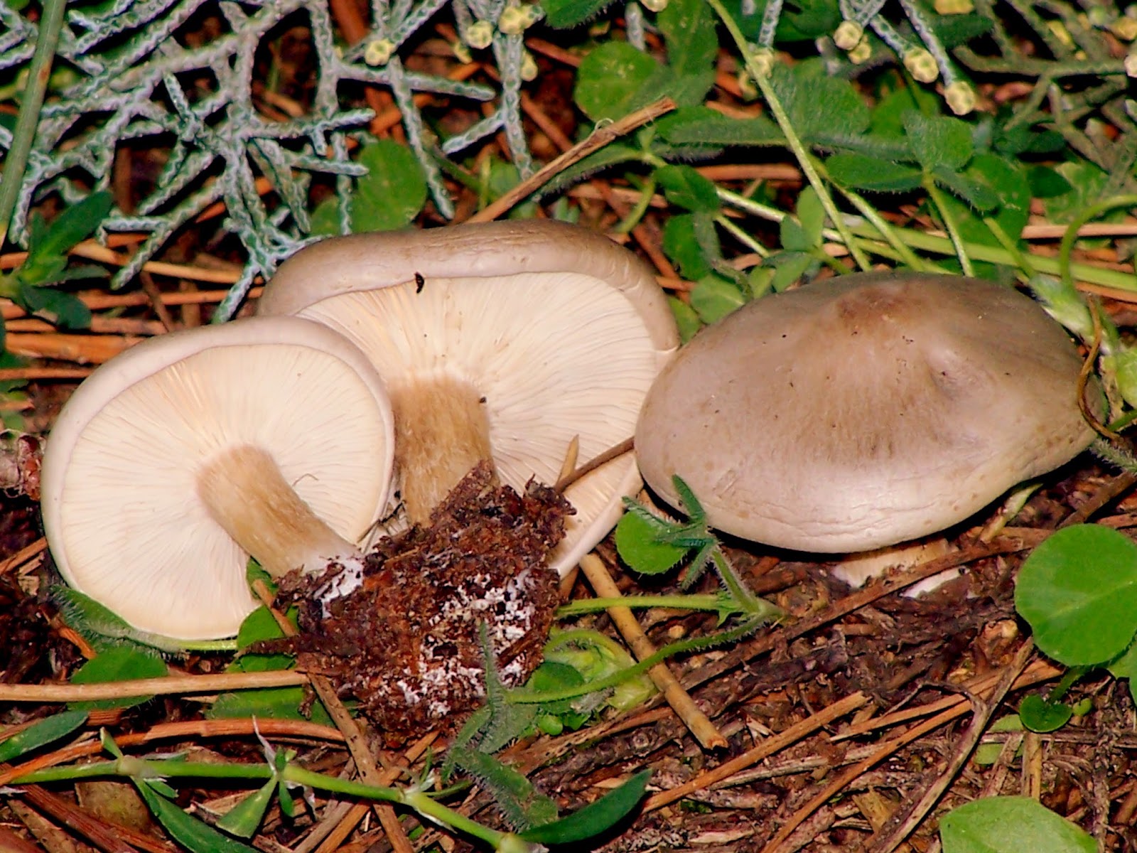 Setas Extremadura : clitocybe Nebularis
