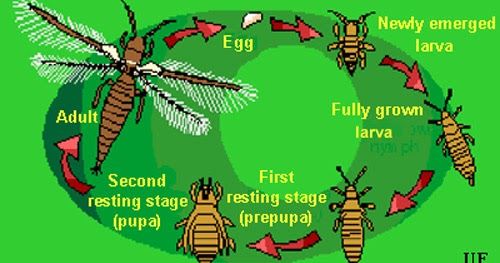 INSECTOS DE P.R. In Memoriam Dr Luis F Martorell y Dr Alain Liogier ,DR ...