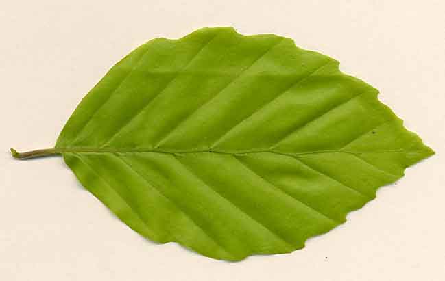 Learn Tamil with me: i for ilai