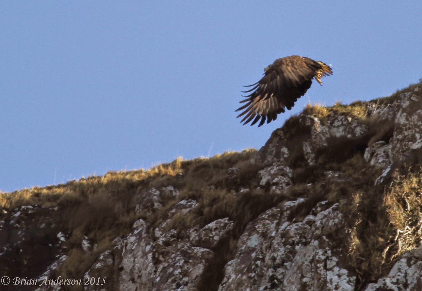 Brian's birding blog: White-tailed Sea Eagle Scotland