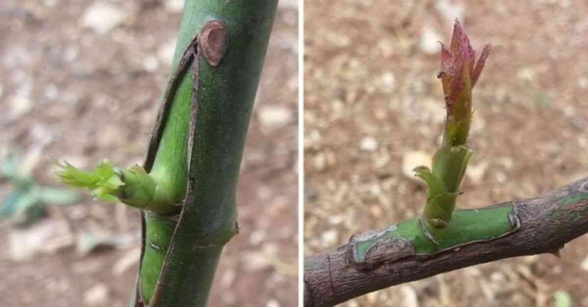 THE MENORAH NEWS.: The new Israel