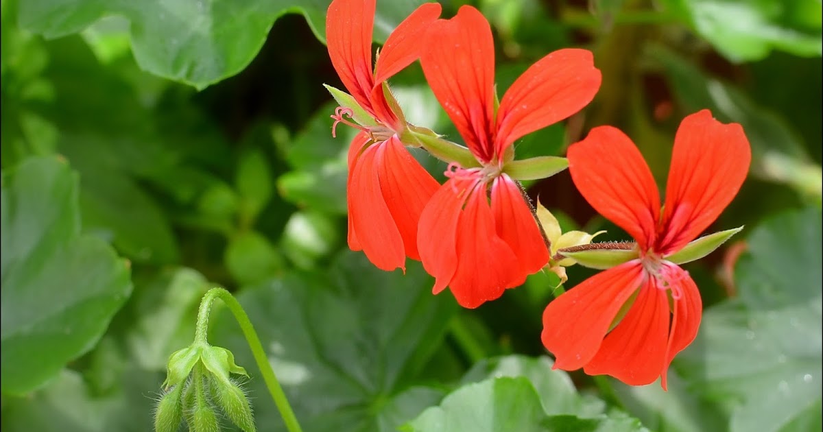 သက္ေဝ စ ႏၵီ နဲ႔ အ တူ