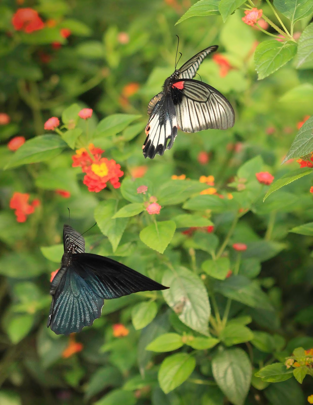 Butterflies of Vietnam: 146. Papilio memnon agenor (The Great Mormon)
