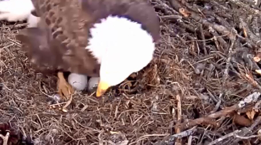 Eagles and Nature with chris7: Berry College Eagles Pip! & Intruder ...
